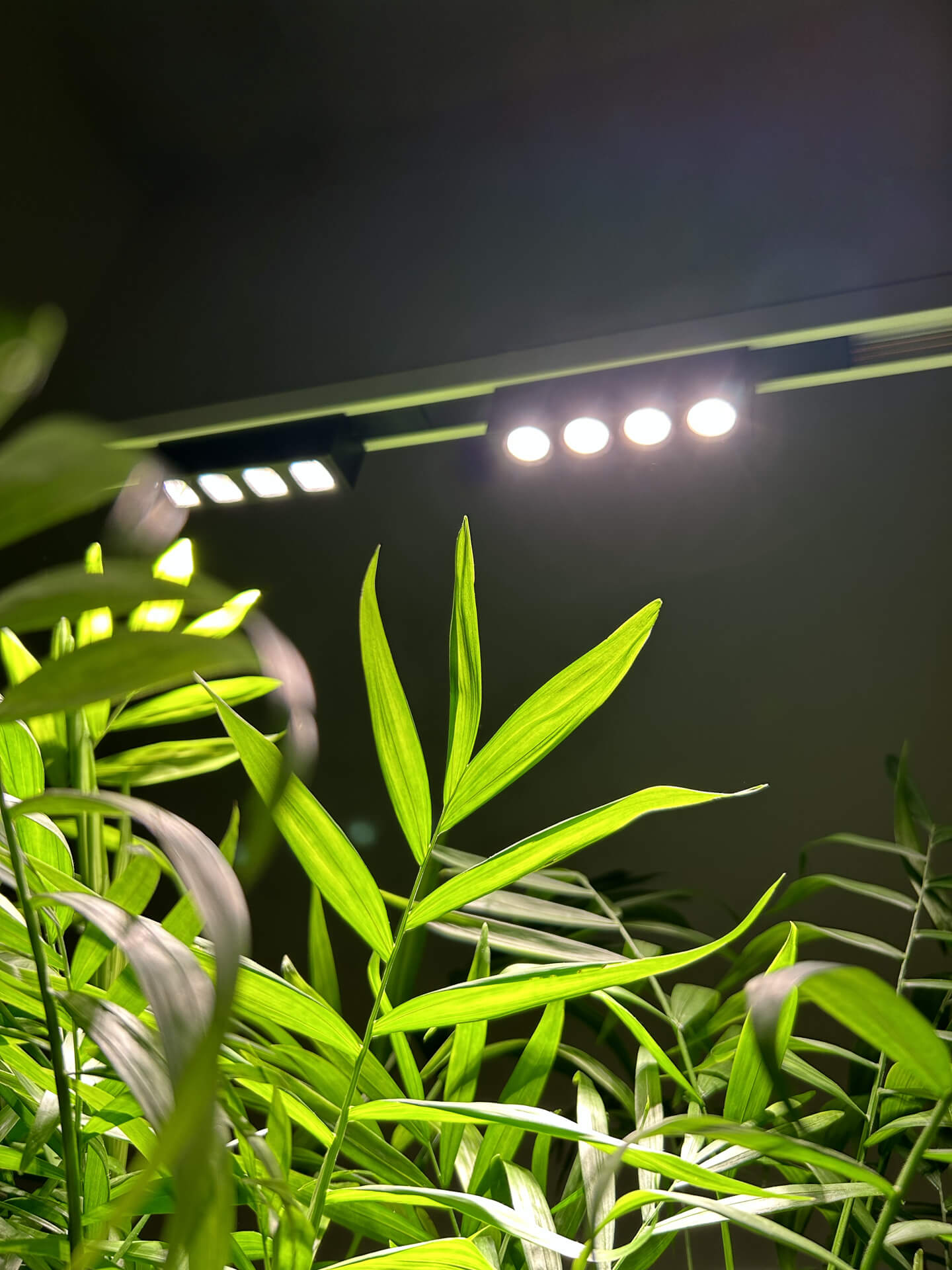 Light for plants, indoor gardens, green walls and biophilic design.