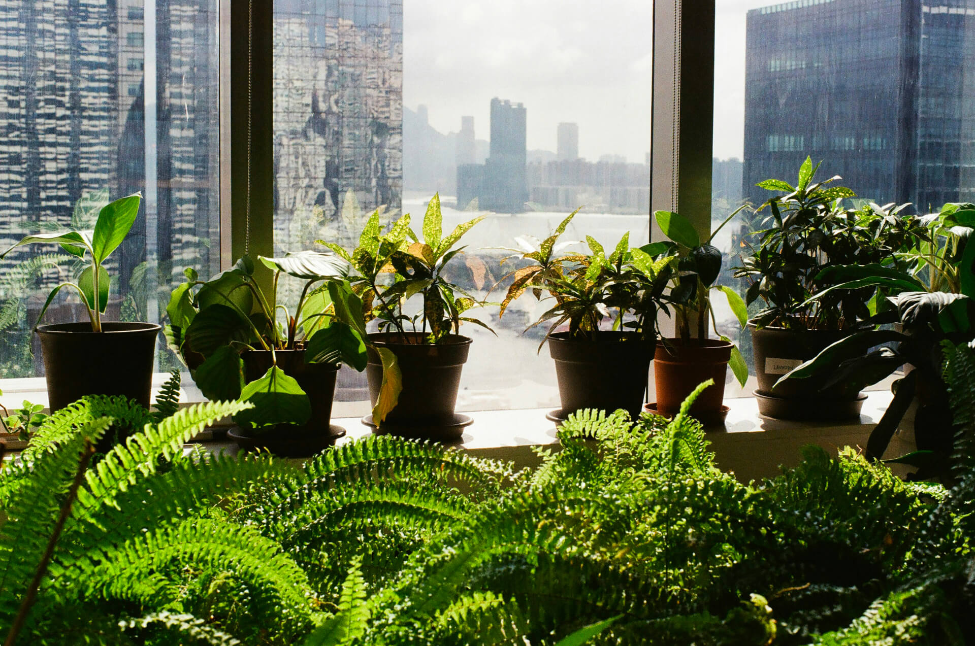 Luce e Biofilia - Como Lighting